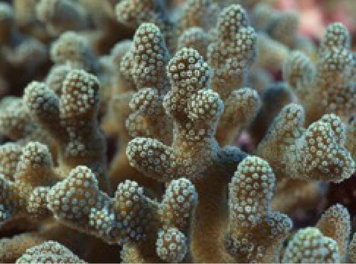 Coral Info | Marine Bio Co., Ltd. Healthy Blessing from the Okinawa Coral